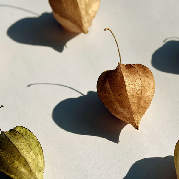 Physalis Angulata Extract(Physavie) | Anti-aging | CTKCLIP