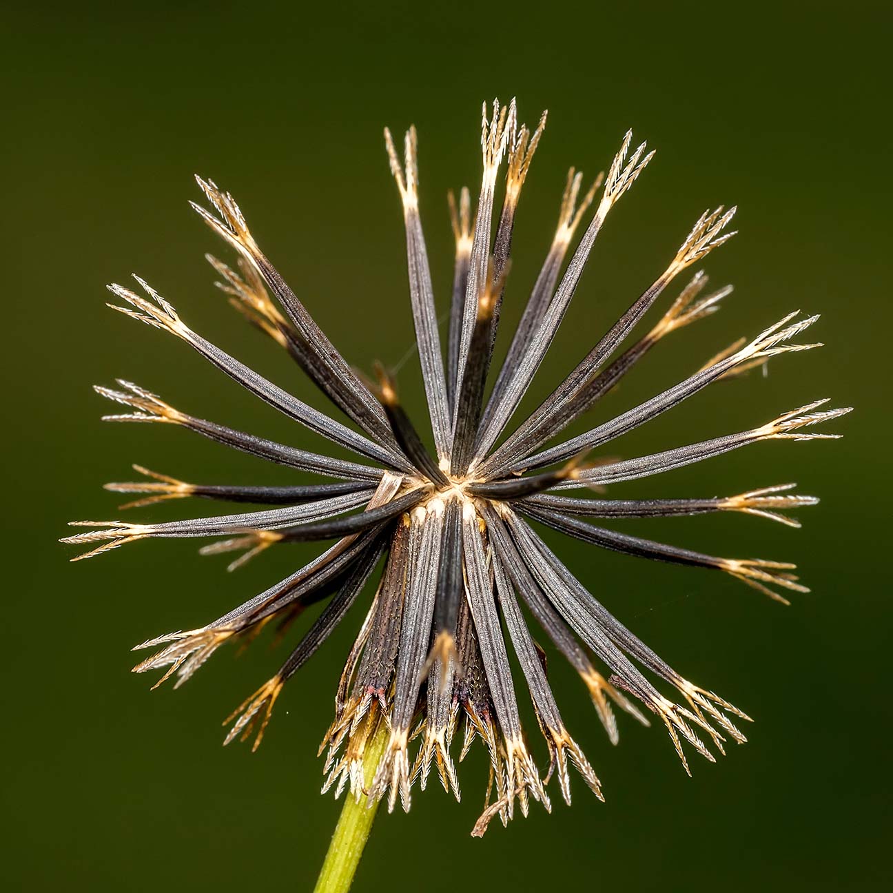 Revinage - Anti-aging Ingredients | CTKCLIP