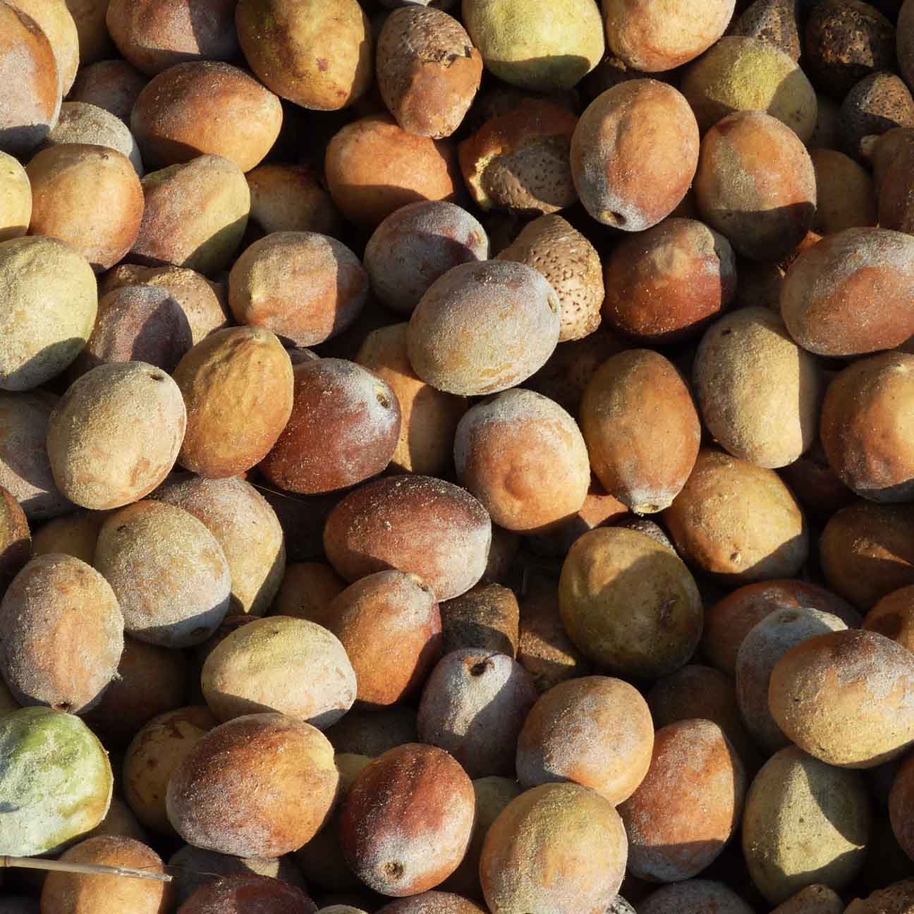 Buhle Manketti Seed Oil - Skin Barrier Ingredients | CTKCLIP