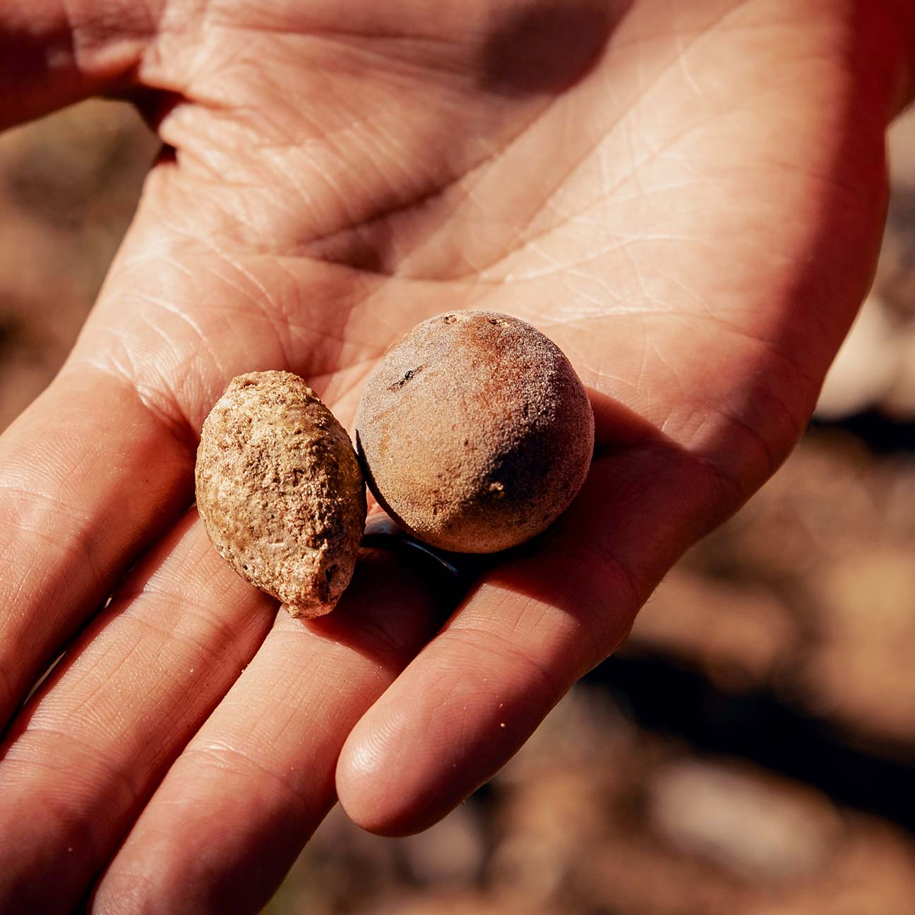 Buhle Manketti Seed Oil - Skin Barrier Ingredients | CTKCLIP