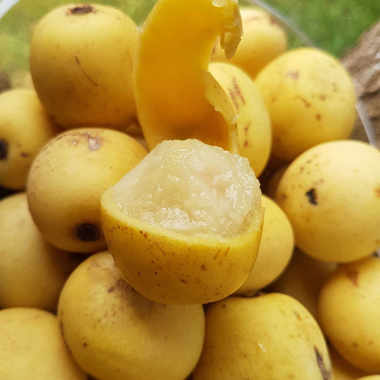 Mfula Marula Seed Oil - Anti-oxidant Ingredients | CTKCLIP