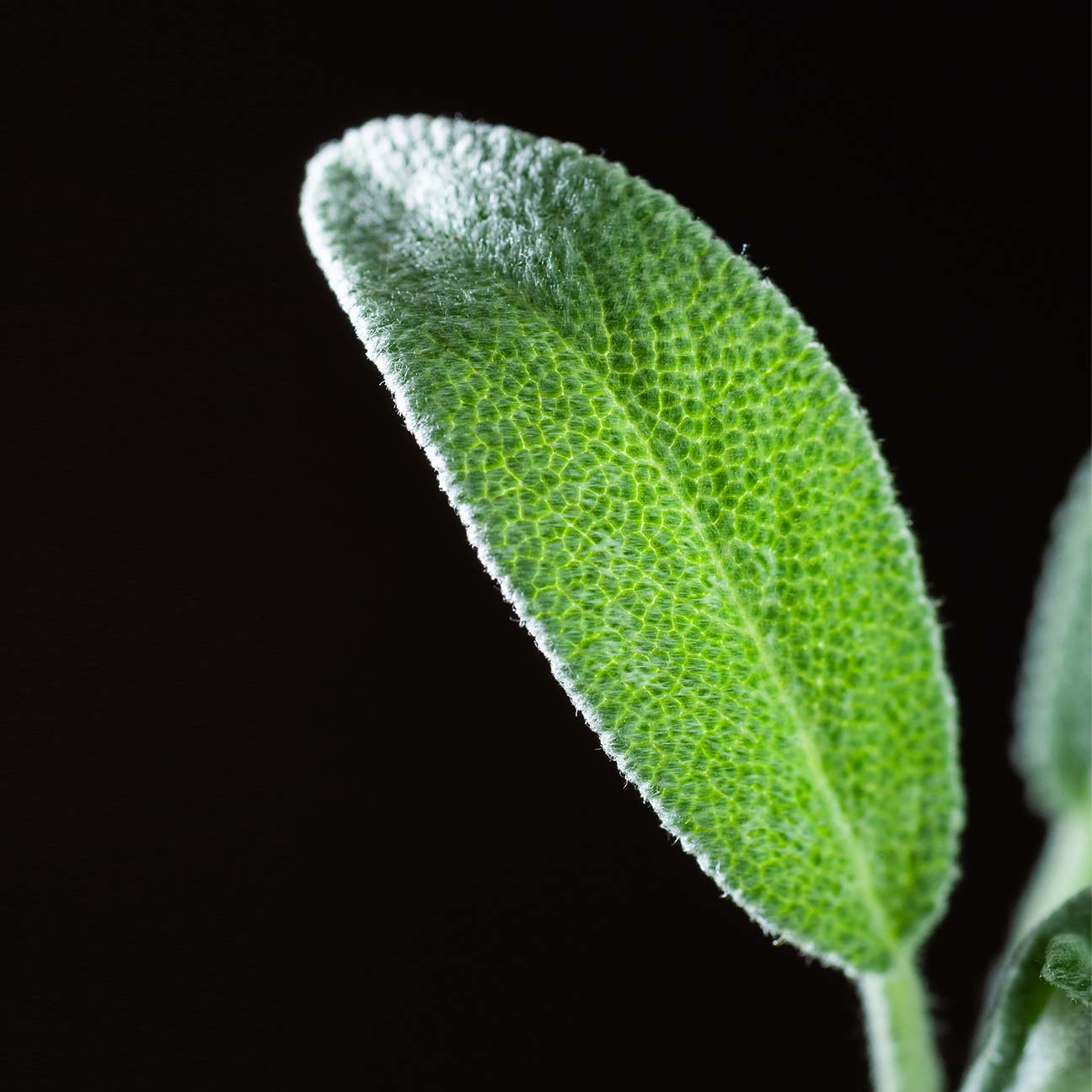 Sage X JQD (P) - Anti-oxidant Ingredients | CTKCLIP