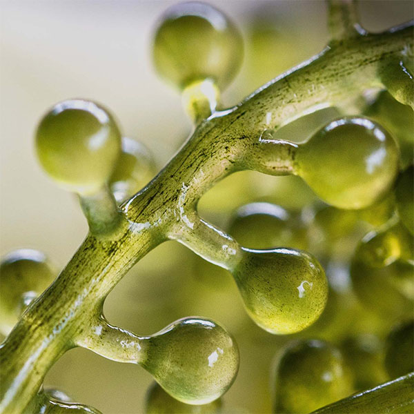 Sea grape Extract A (H) - Anti-oxidant Ingredients | CTKCLIP