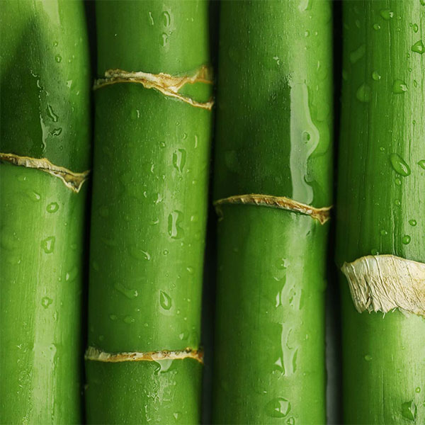 Bamboo Extract (G-HD) - Sensitive Ingredients | CTKCLIP