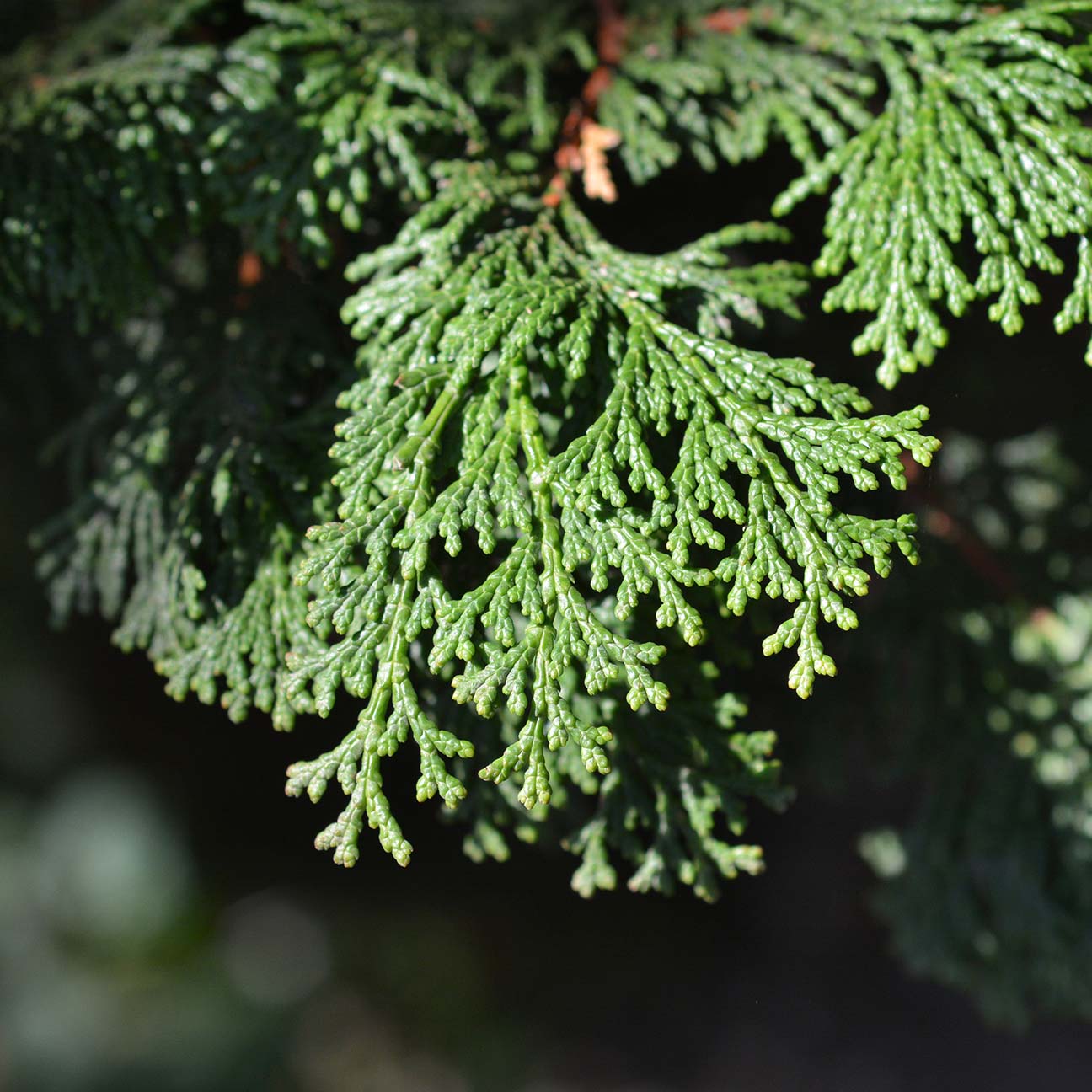 Chamaecyparis Obtusa Leaf Extract G (PG) - Sensitive Ingredients | CTKCLIP