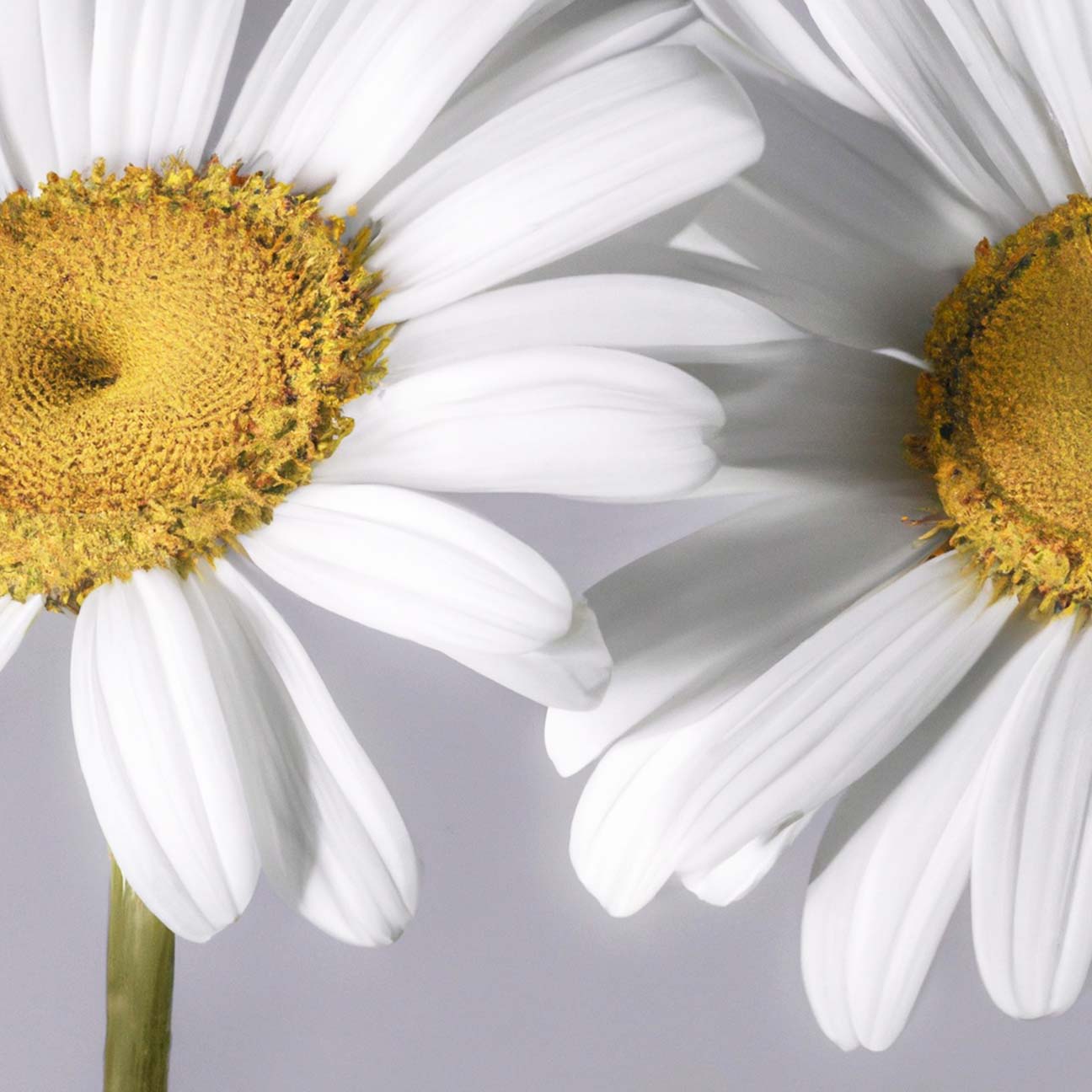 Chamomilla Recutita (Matricaria) Flower Extract G - Anti-oxidant ...