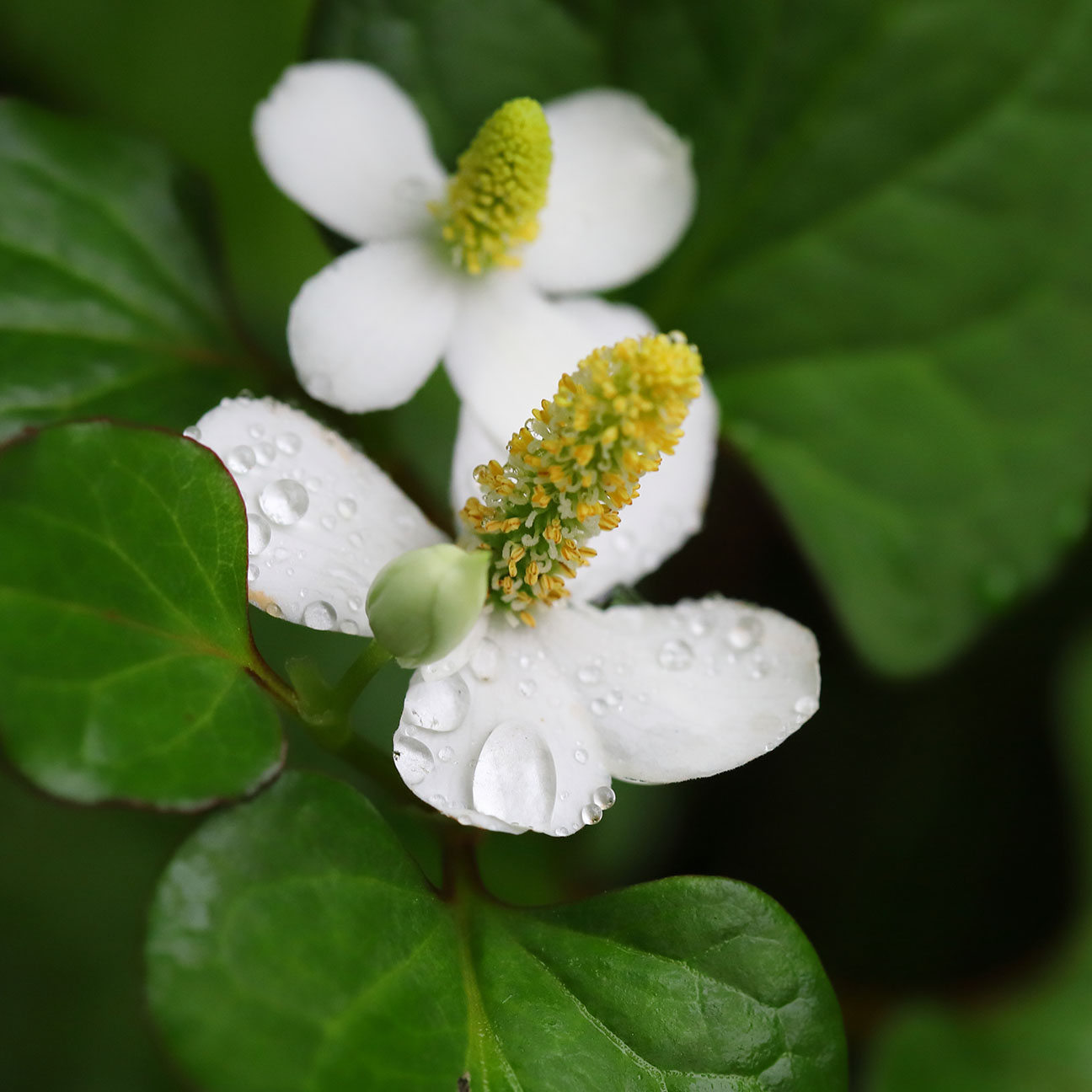 Houttuynia Cordata Extract G (PG) - Anti-oxidant Ingredients | CTKCLIP
