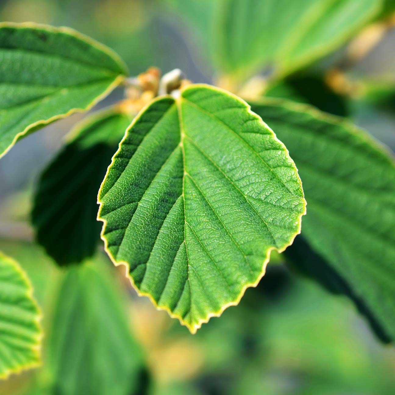 Hamamelis Virginiana (Witch Hazel) Leaf Extract G - Sensitive ...