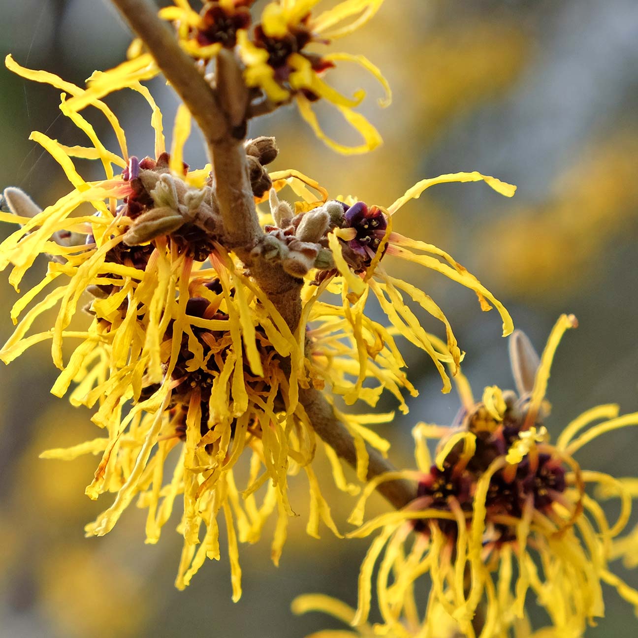 Hamamelis Virginiana (Witch Hazel) Leaf Extract G - Sensitive ...