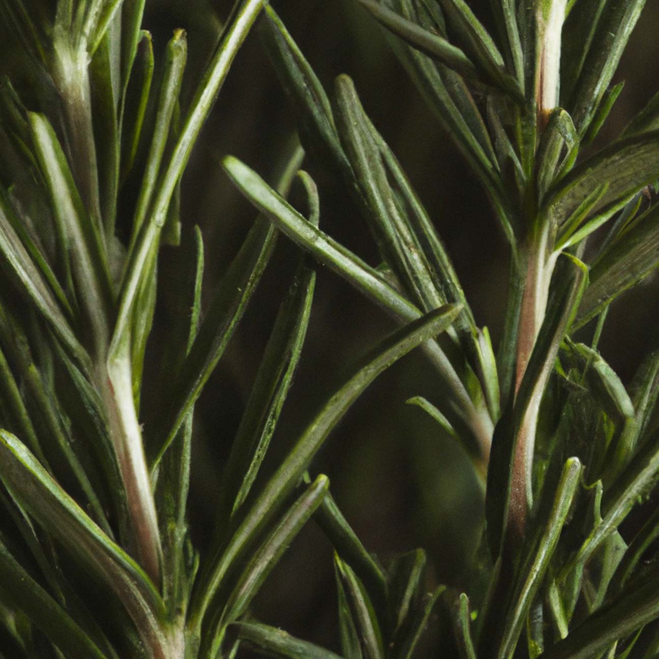 Jeju Rosmarinus Officinalis Extract G (H) - Anti-oxidant Ingredients ...