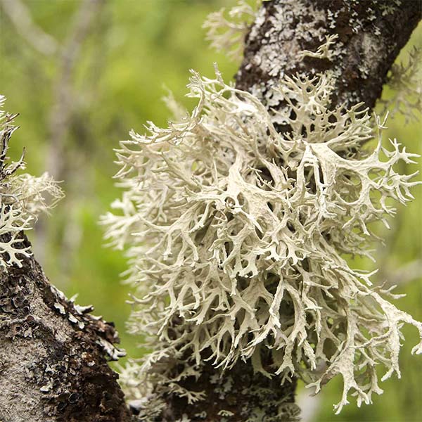 Cetraria Islandica Extract - Moisturizing Ingredients | CTKCLIP