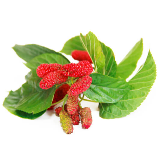 CTKCLIP | Rubus Coreanus Root Extract G (PG)