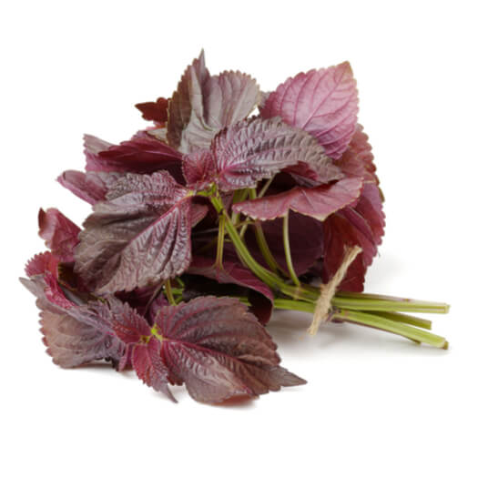 Perilla Frutescens Leaf Extract (H) - Anti-oxidant Ingredients | CTKCLIP