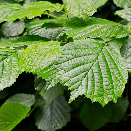 Hamamelis Virginiana (Witch Hazel) Leaf Extract G - Sensitive ...