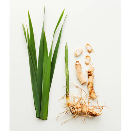 Calamus Root Extract JQD - Sensitive Ingredients | CTKCLIP