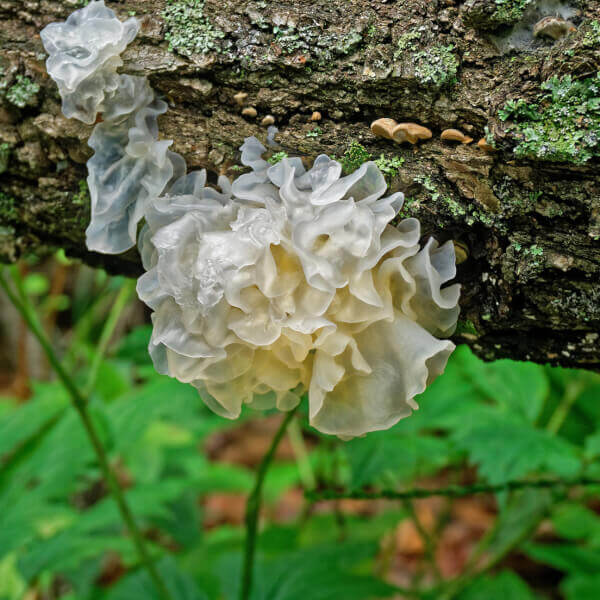 Tremella Fuciformis (Mushroom) Extract - Moisturizing Ingredients | CTKCLIP